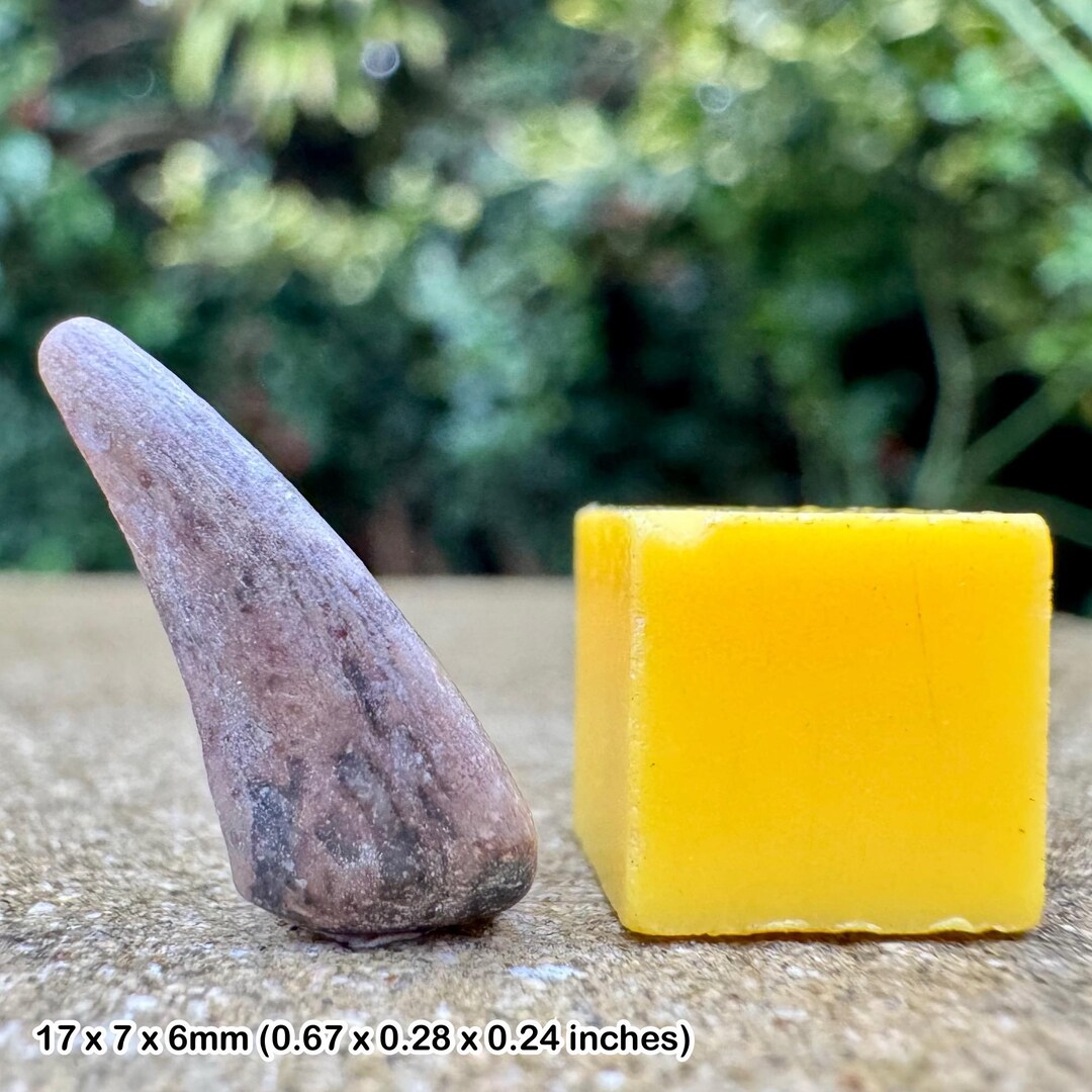 Authentic Theropod Dinosaur Claw Fossil undescribed Cretaceous ...