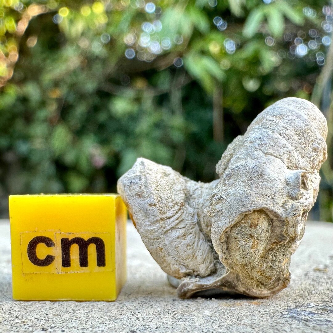 Serpulid Cycloserpula Intestinalis, Jurassic, Fossil Worm, Genuine - Etsy