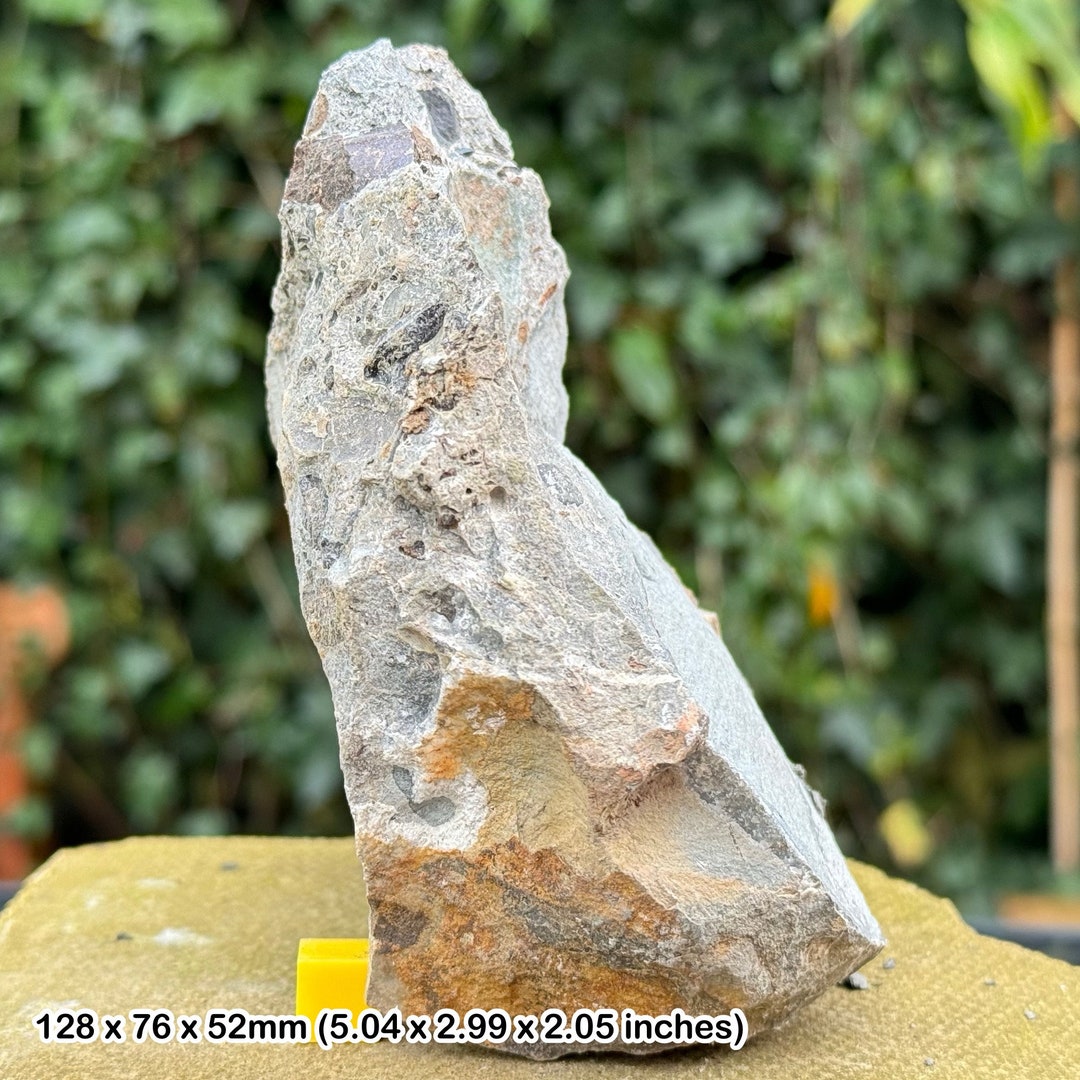 Unique Fossil Bed With Fish, Shark, Reptile Remains & Coprolites ...