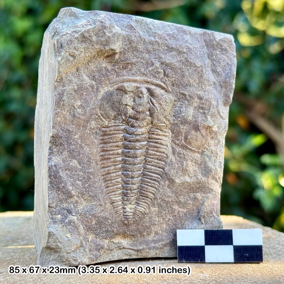 Redlichia Chinensis Trilobite Fossil - Yinchufu Series, Ordovician ...