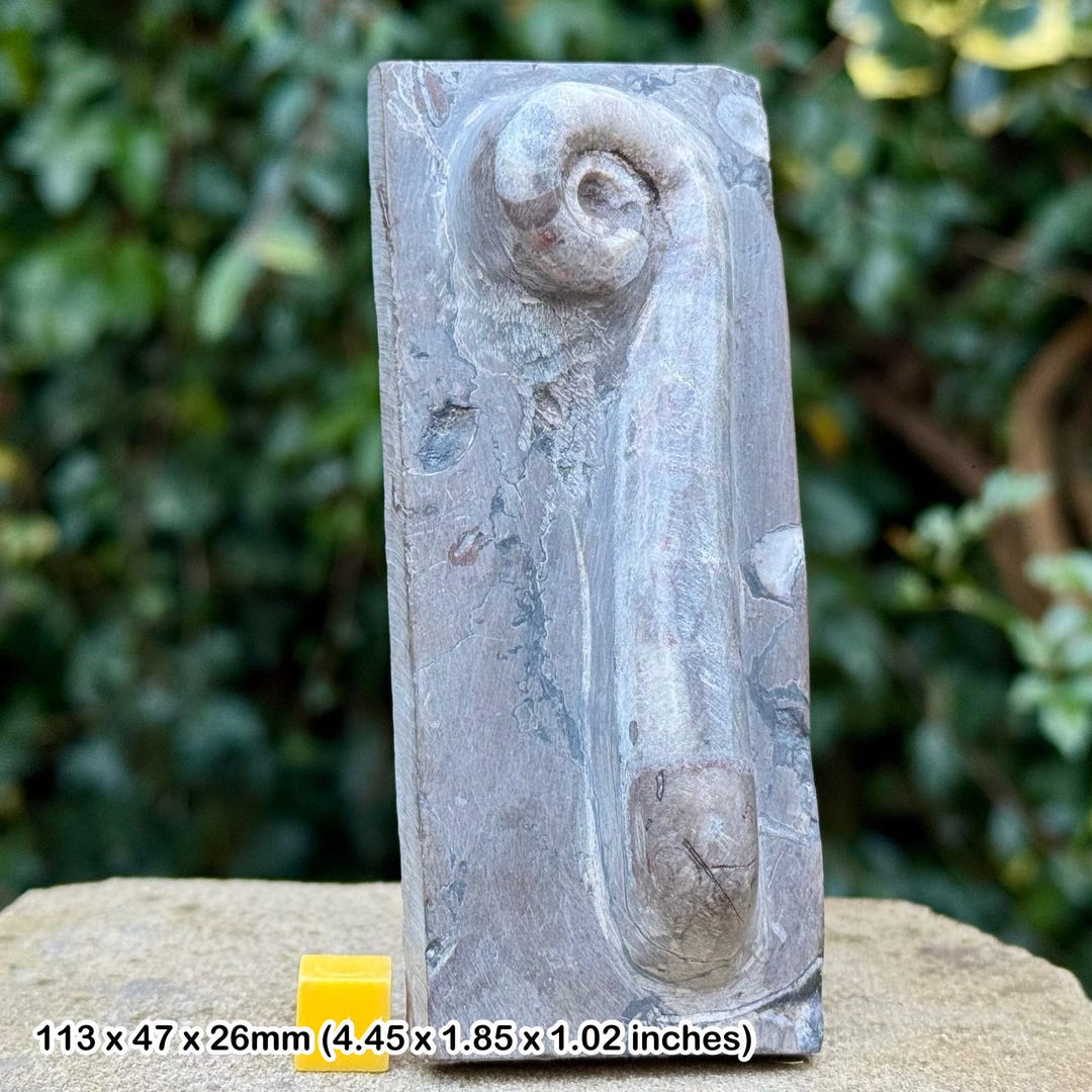 Rare: Lituites Heteromorph Fossil Nautiloid, Ordovician Songtao ...