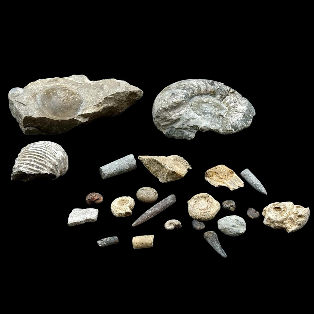 1kg British Fossil Mix X 22 | Jurassic Dorset & Somerset Fossils ...