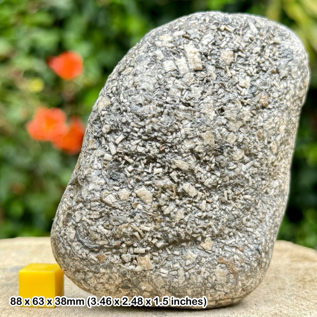 Jurassic Crinoid Star Slab Fossil on Stand Charmouth, Uk Authentic With ...