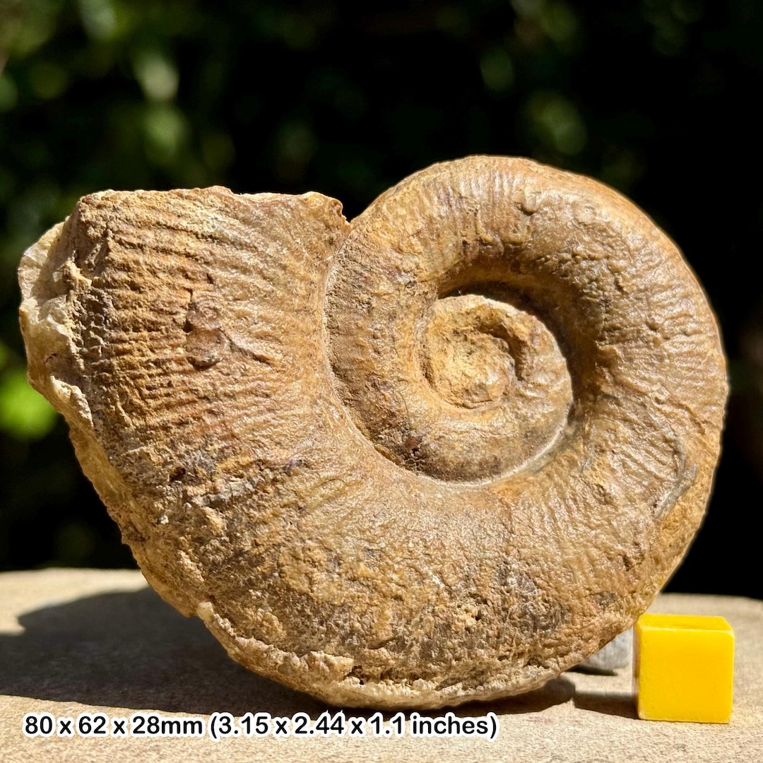 Lobolytoceras Siemansi Ammonite Fossil | Jurassic Eype Dorset, UK - Etsy