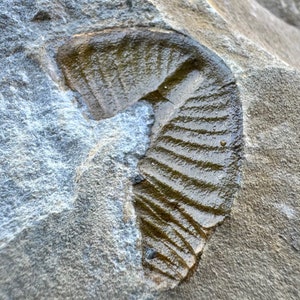 Rare British Trilobite ogyginus Fossil Partial Impression Ordovician ...