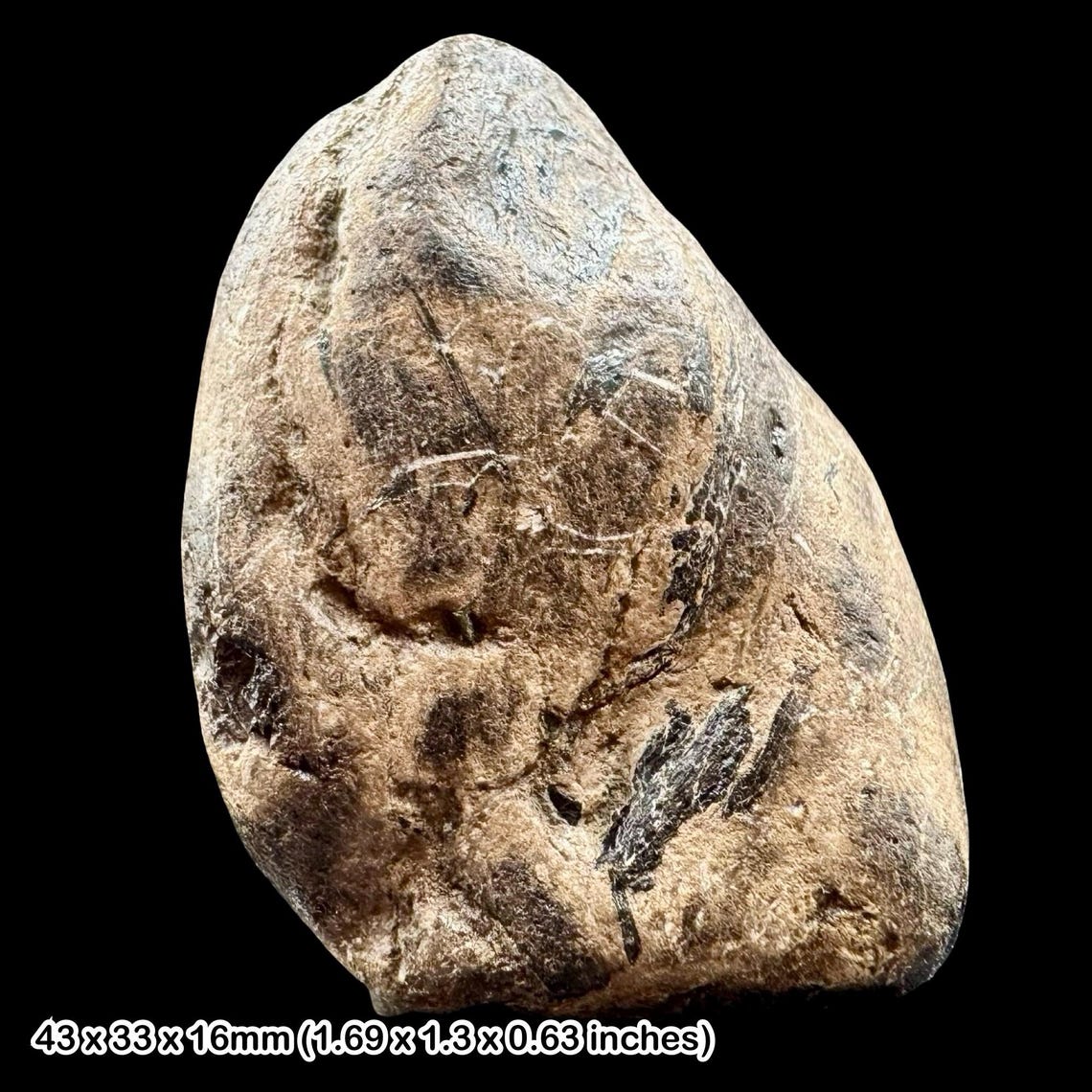 Ichthyosaur Fossil Coprolite With Fish Bones Jurassic Coast Black Ven ...