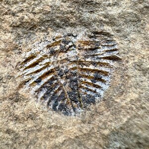 Rare British Trilobite ogyginus Fossil Partial Impression Ordovician ...