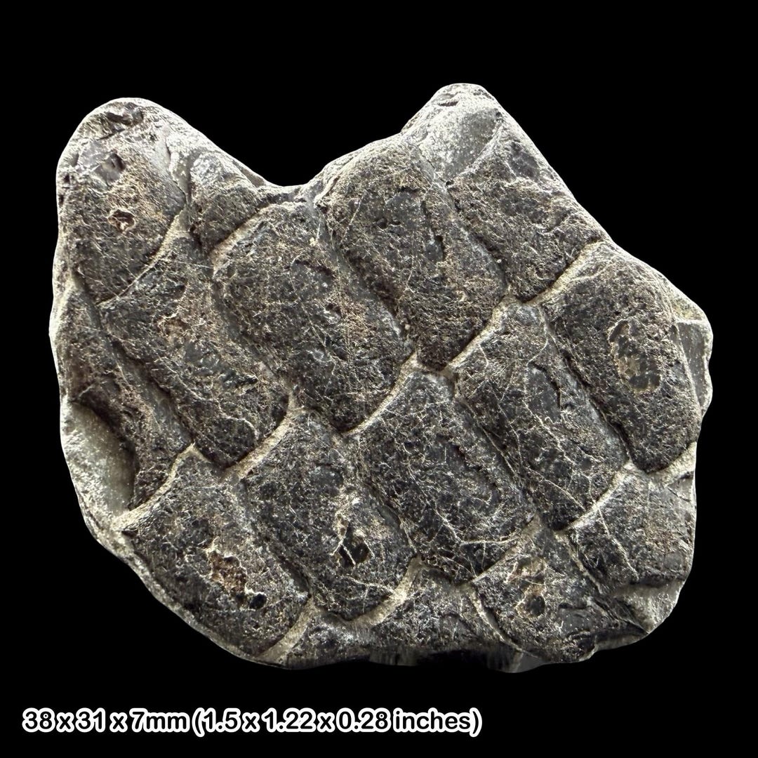 Rare: Dapedium Fish Scale Fossil Jurassic Coast Charmouth Lyme Regis Uk ...