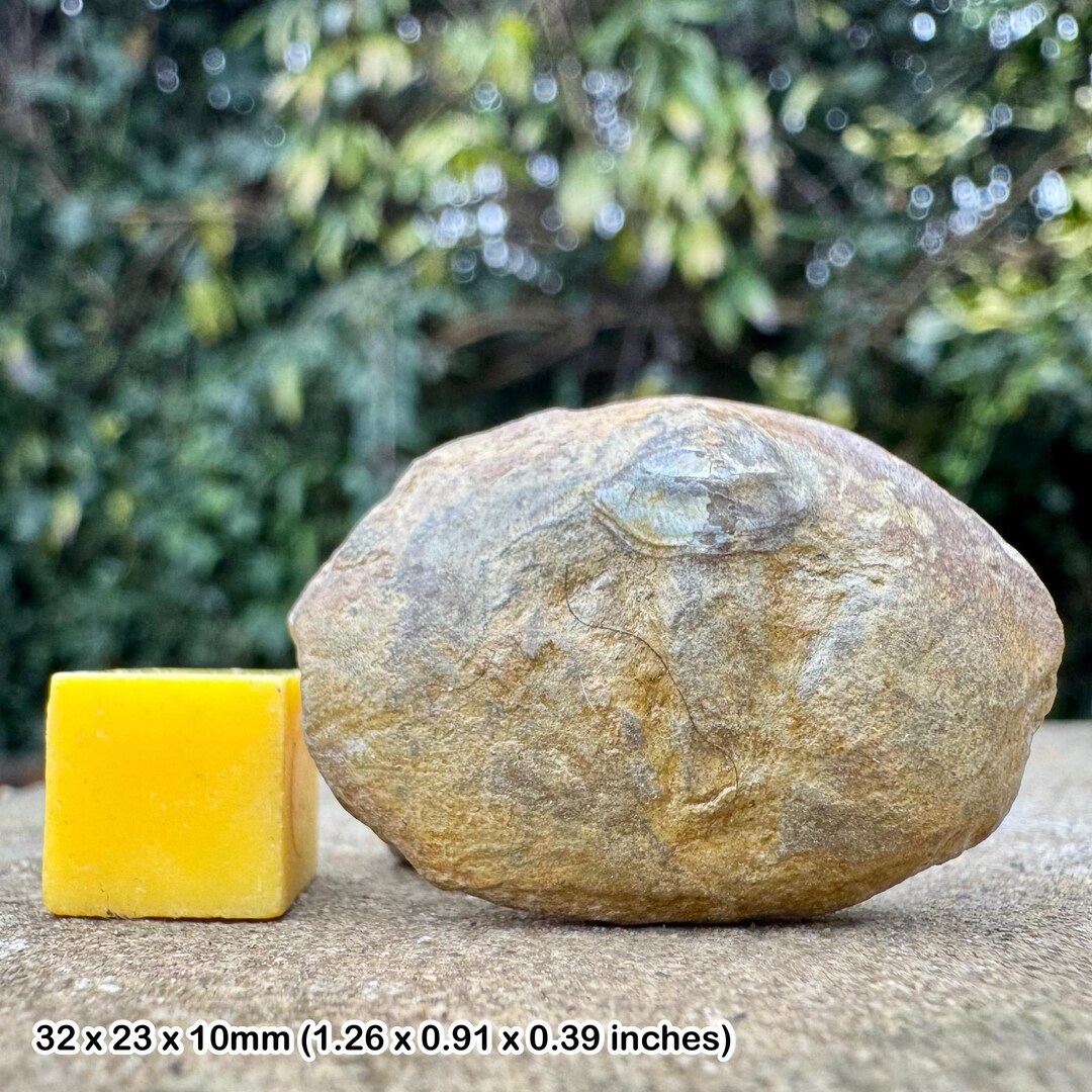 Pygidium fossiler Trilobit - Ordovizier | Schweden | Alice Purnell ...