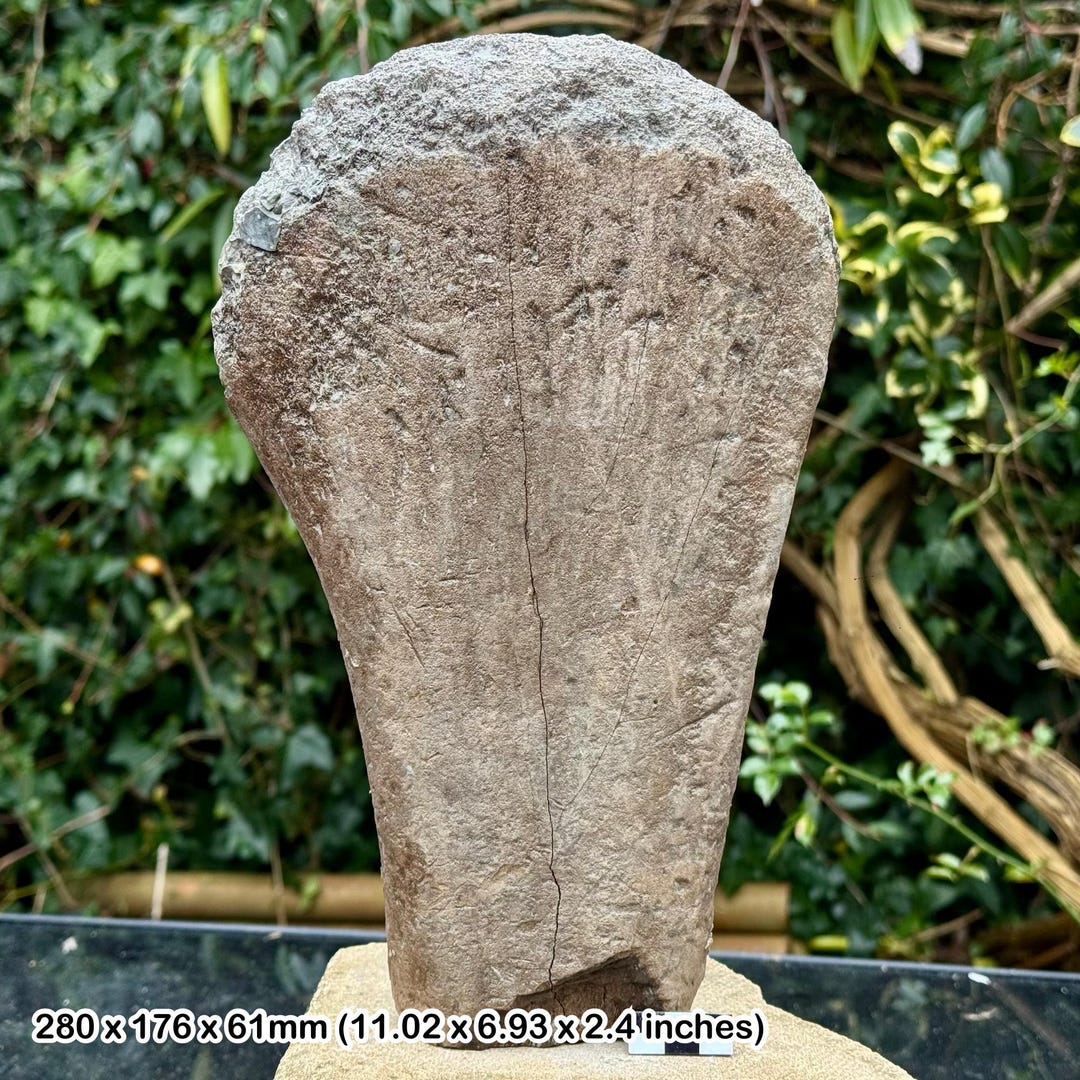 Rare: Large Pliosaur Paddle Bone (humerus), Kimmeridge Clay, Jurassic ...