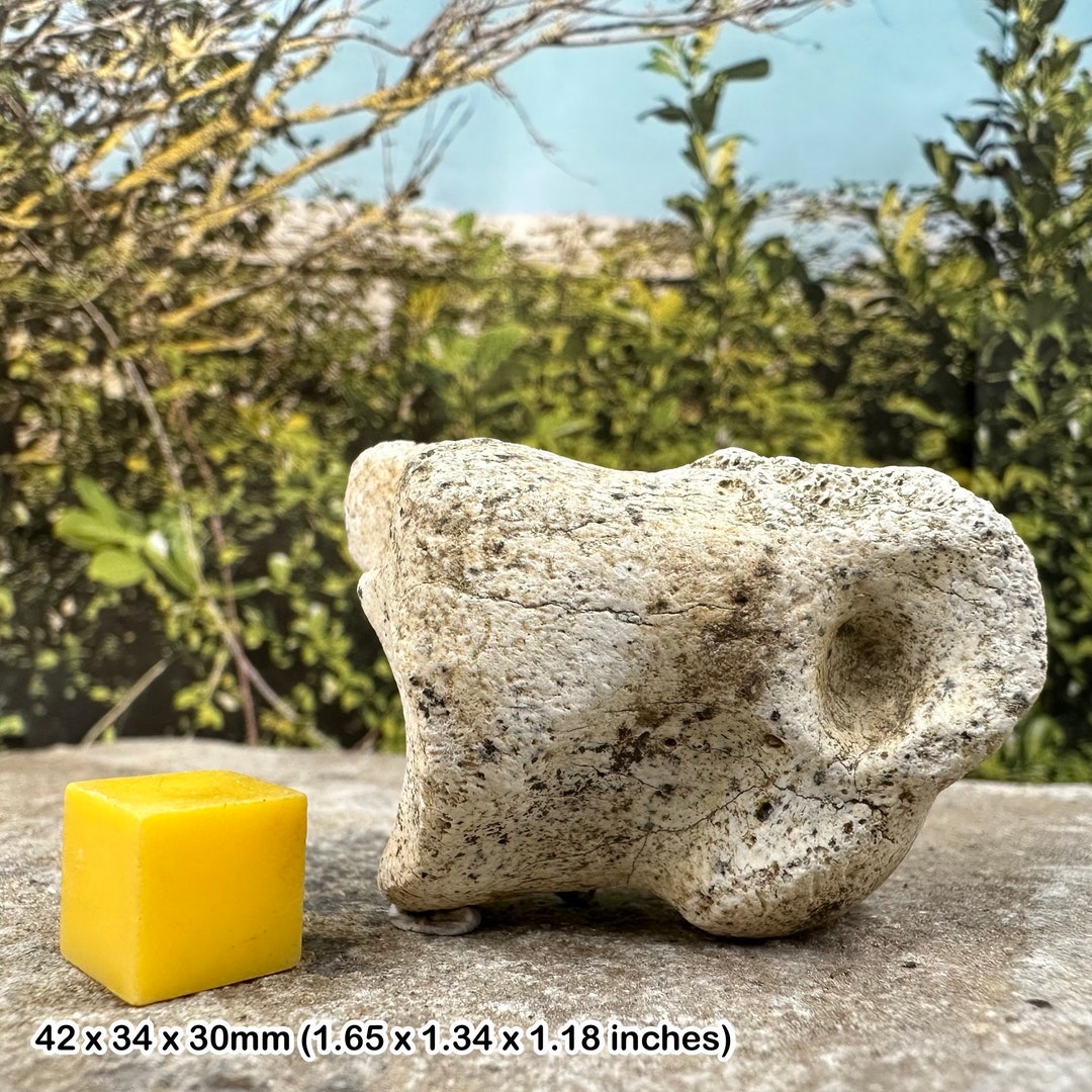 Bison Foot Bone Fossil, Ice Age, Stone Age, Uk, Pleistocene, Genuine - Etsy