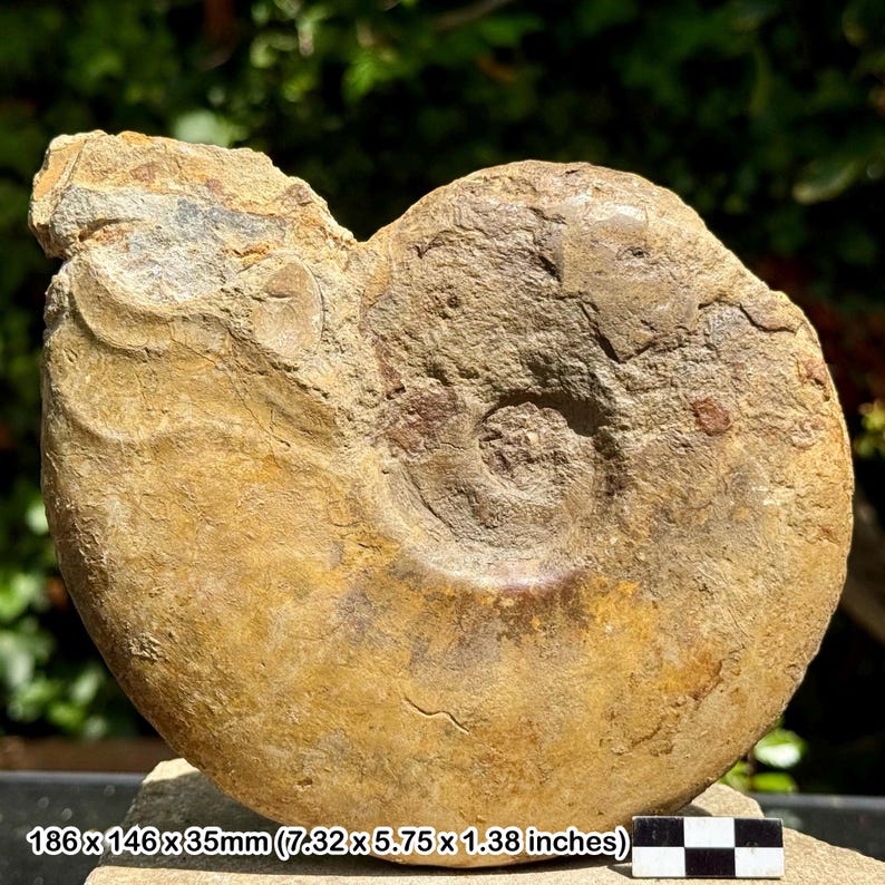 Rare: 7" Shirbuirnia Trigonalis Fossil Ammonite - Middle Bajocian ...