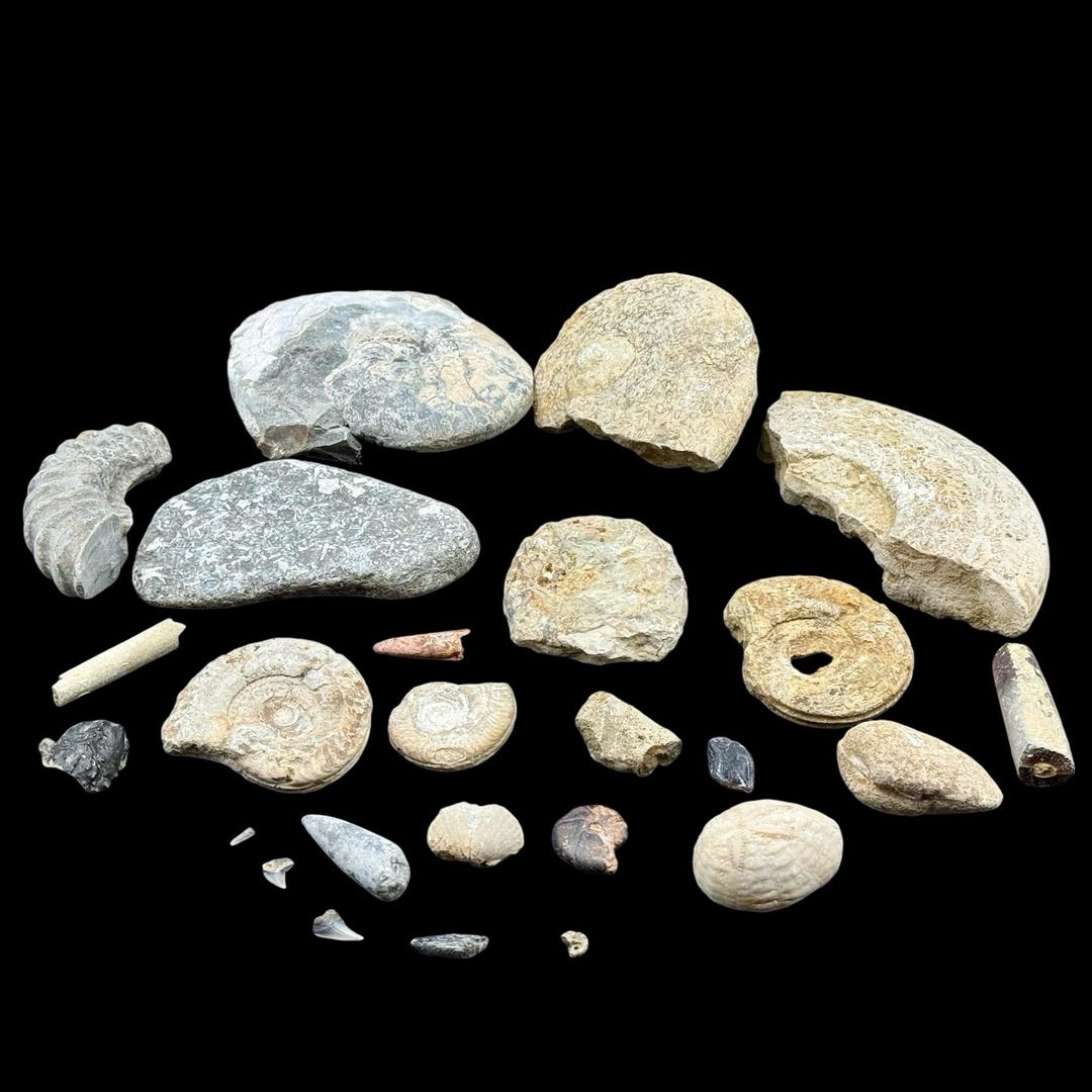 1kg Bulk British Fossil Mix - 23 X Fossils Budget Mix - (including ...