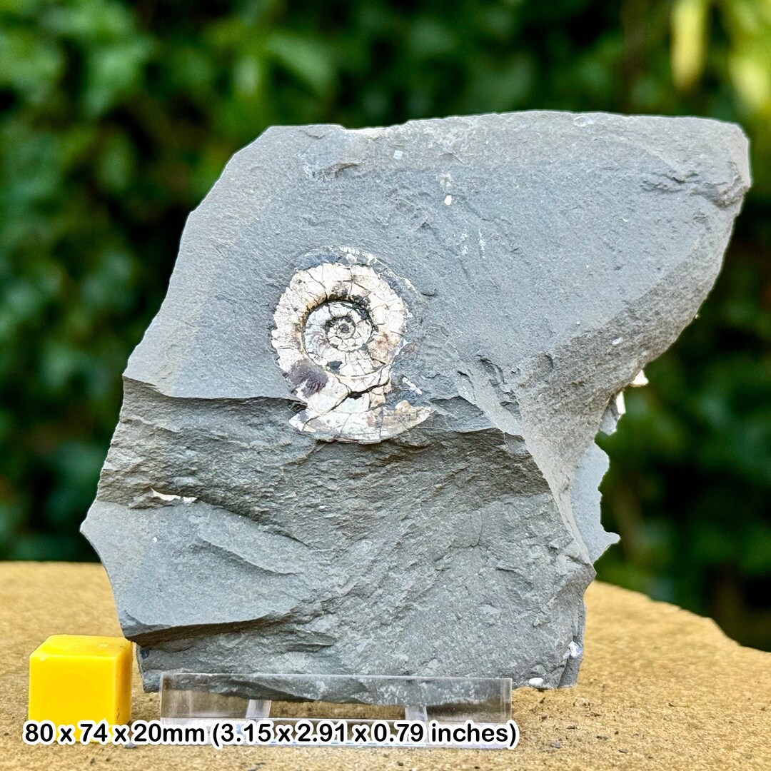 Genuine Psiloceras Planorbis Ammonite Fossil With Stand Jurassic Blue ...