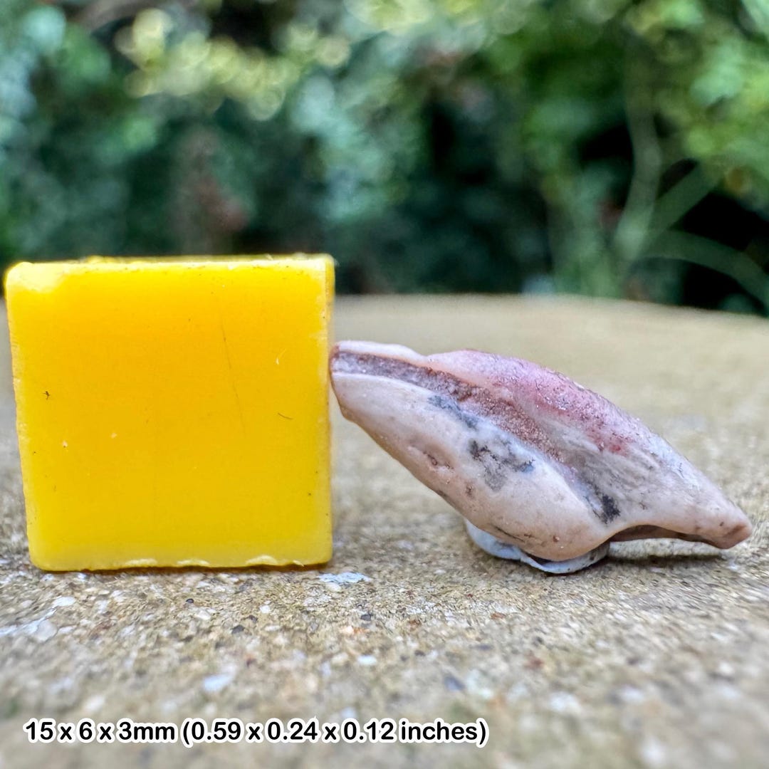 Authentic Theropod Dinosaur Claw Fossil (undescribed) Cretaceous ...