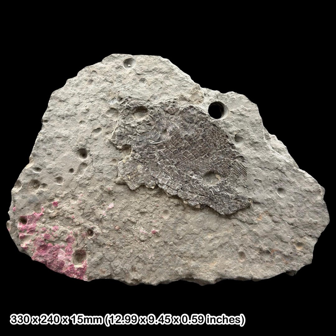 Rare Dapedium Politum Fossil Fish Jurassic Lyme Regis Dorset Uk – Lower ...