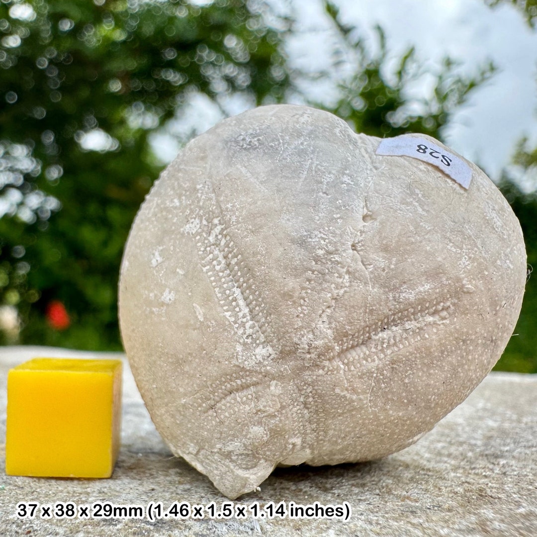 Rare Micraster Heart Fossil Echinoid - Cretaceous Seaford Chalk, Seven ...