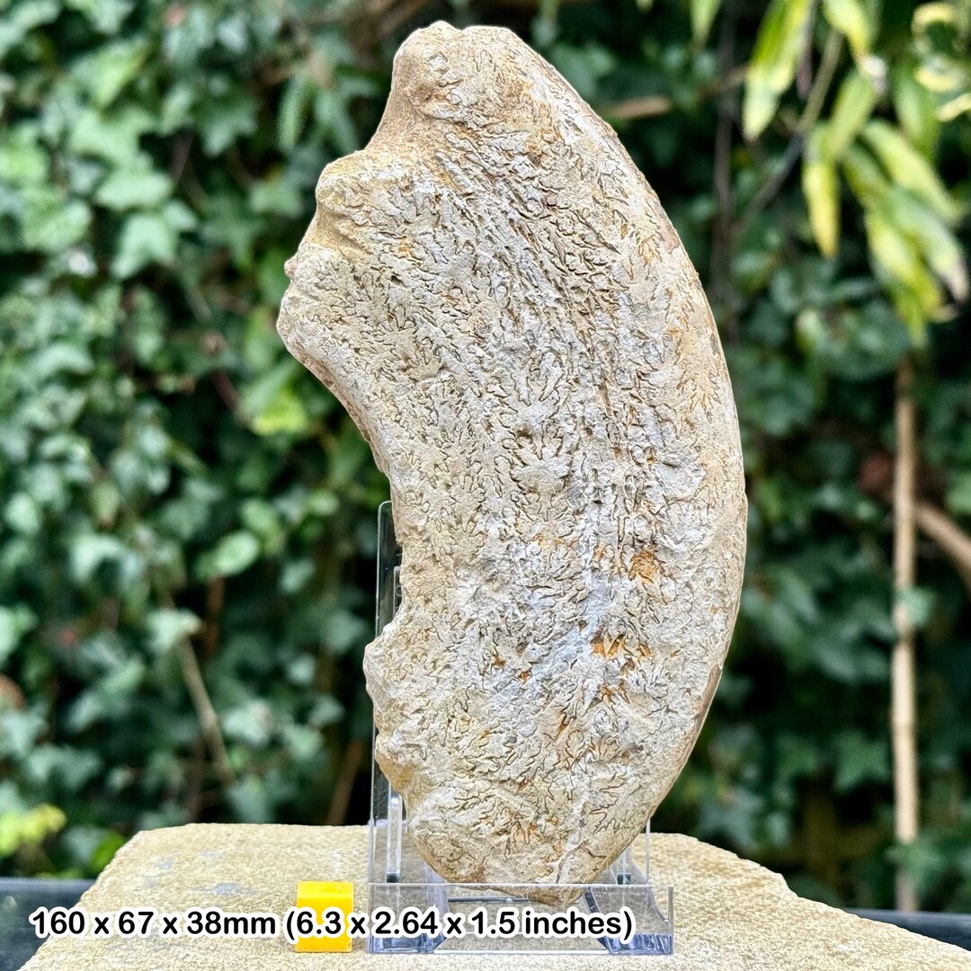 Genuine Ammonite Fossil Chunk With Suture Patterns Stand Beacon ...