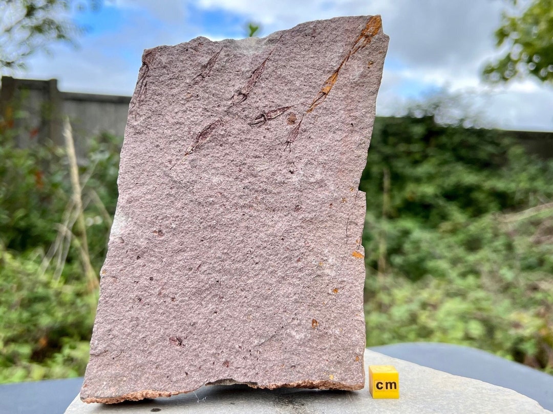 Eocrinoid Sealily Fossil Ordovician Morocco Genuine Specimen ...