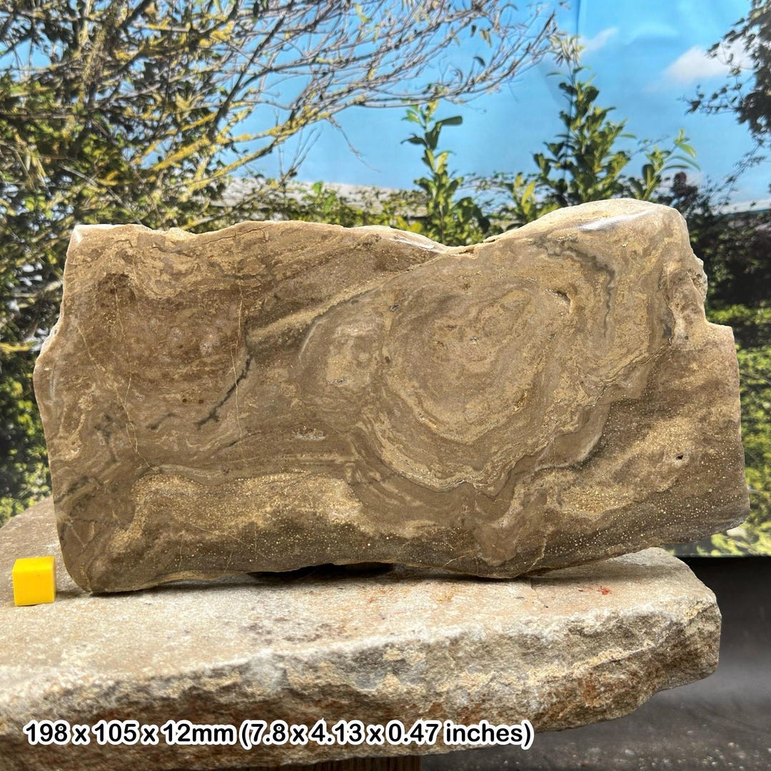 Fossil Cryptozoon - 450 Million Years - Lower Ordovician, Oconto County ...