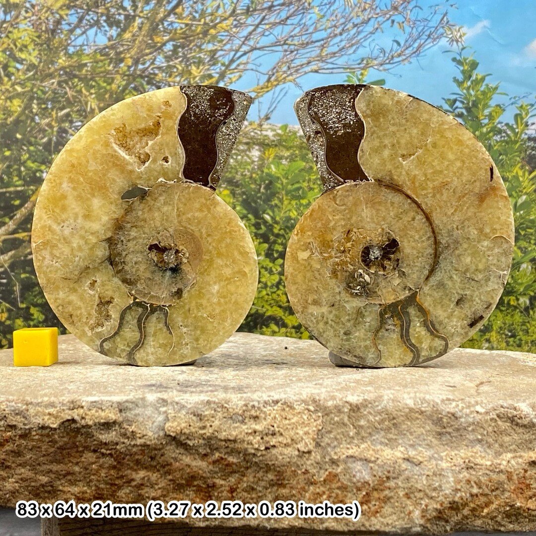 Fossilised Cut & Polished Ammonites Pair, Cretaceous - Etsy