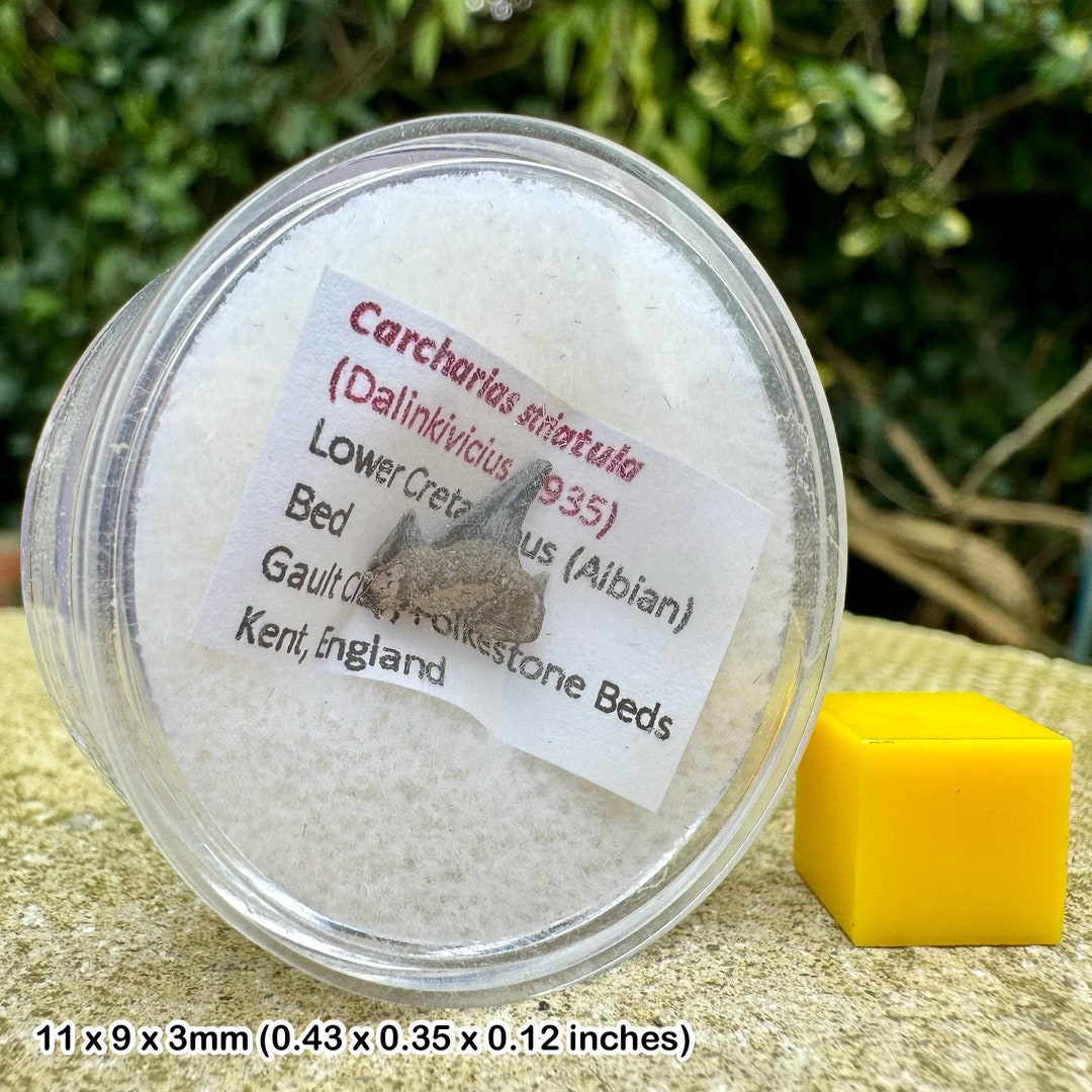 Rare Fossil Shark Tooth Carcharias. From Gault Clay, Cretaceous Era ...