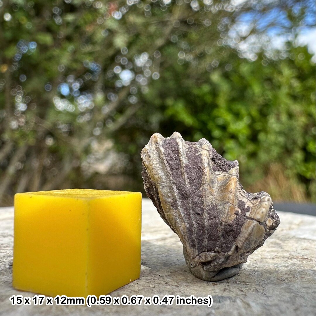 Lungfish Tooth Plate Fossil Cretaceous, Elrhaz Formation, Niger ...