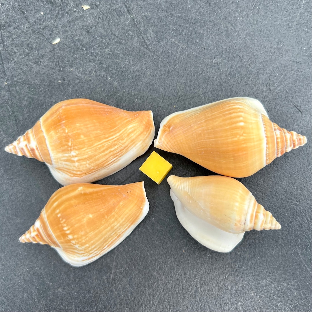 4 X Dog Conch Seashells Genuine Shell Specimen Certified - Etsy Australia