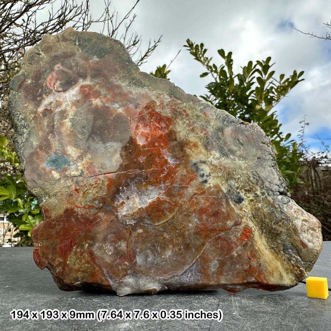 Dinosaur Coprolite Sectioned and Polished Slice(fossil Poo, Poop ...