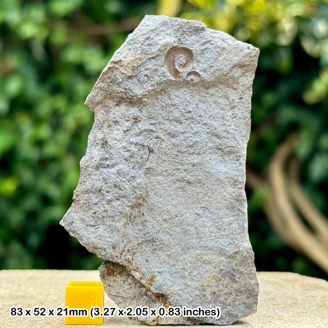 Arnioceras Ammonite Impression Fossil Slab, Blue Lias, Jurassic Coast ...