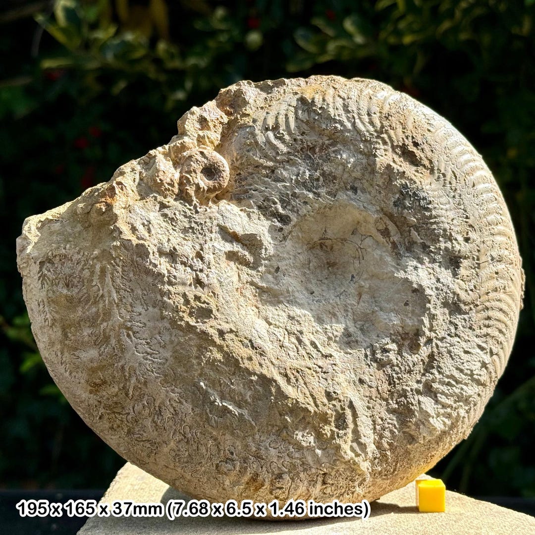 8" Harpoceras Ammonite Fossil – Jurassic Beacon Limestone, Ilminster ...