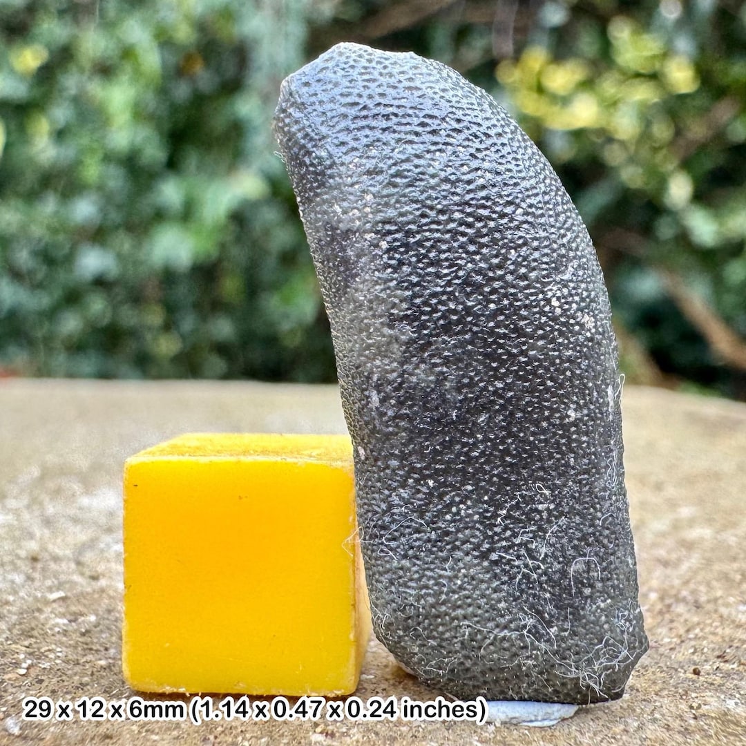 Rare Astracanthus Magnus Hybodont Shark Tooth Fossil, Jurassic Era ...