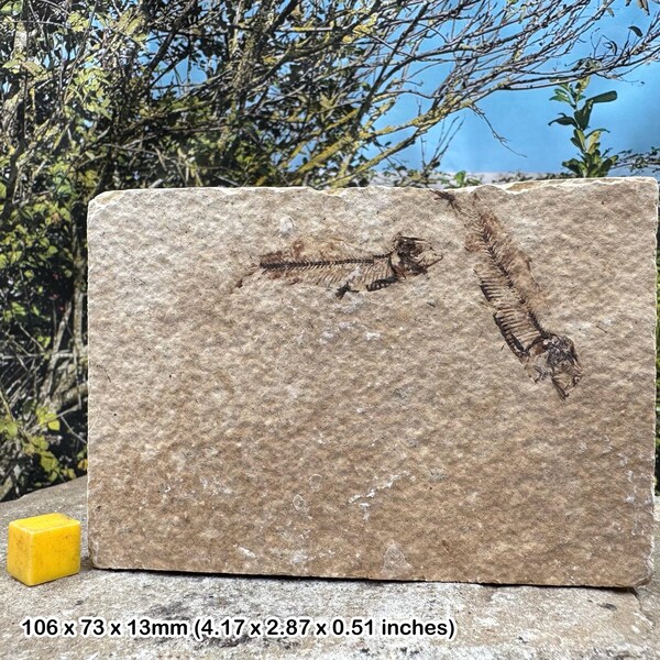 Fossil Fish Plates - Etsy UK