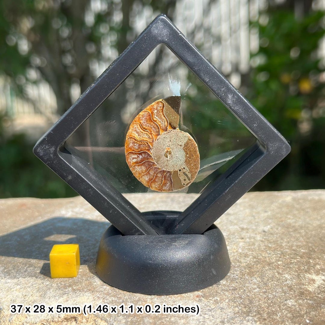Genuine Cut & Polished Ammonite Fossil - 3d Floating Display Frame ...