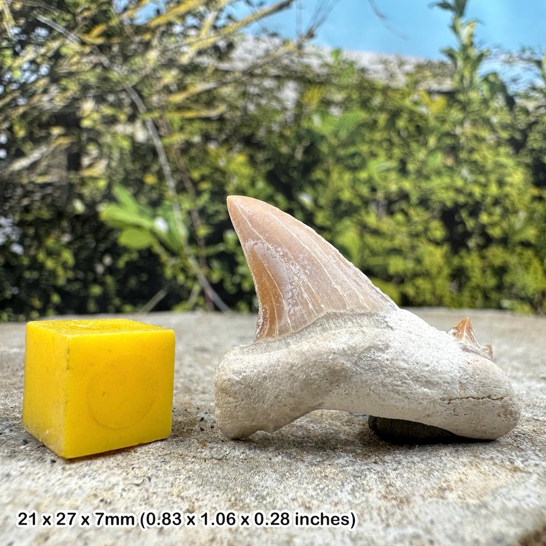 Otodus Obliquus Shark Tooth Fossil - Eocene Period, Morocco - Etsy
