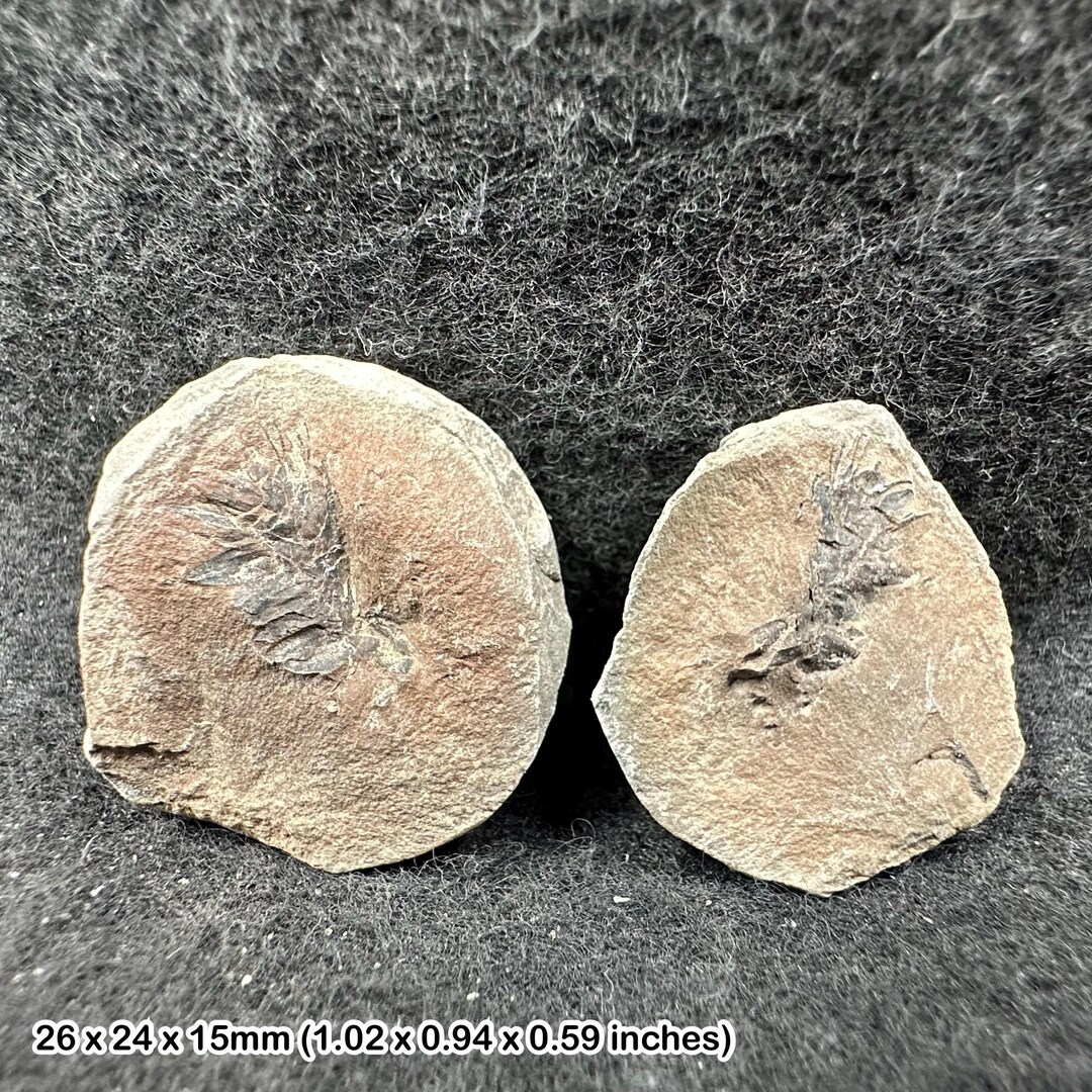 Rare Pecopteris Fern Plant Fossil Carboniferous Coal Measures Uk ...