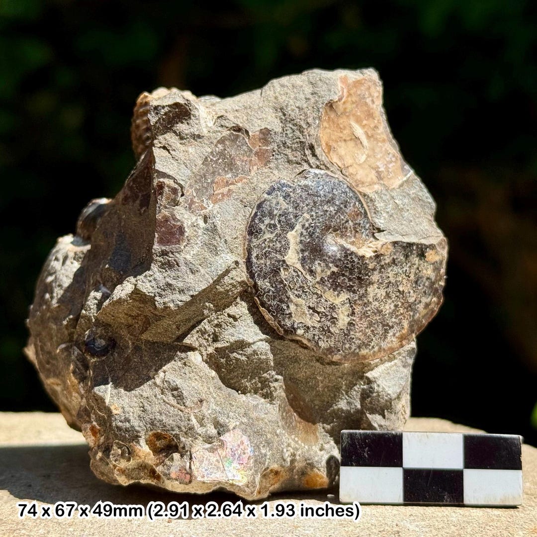 Very Rare Fossil Ammonite Sphenodiscus Lobatus – Fox Hills Formation ...