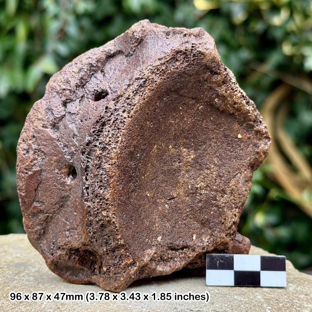 Rare: Plesiosaur Fossil Vertebra, Kimmeridge Clay, Jurassic, Blackhead ...