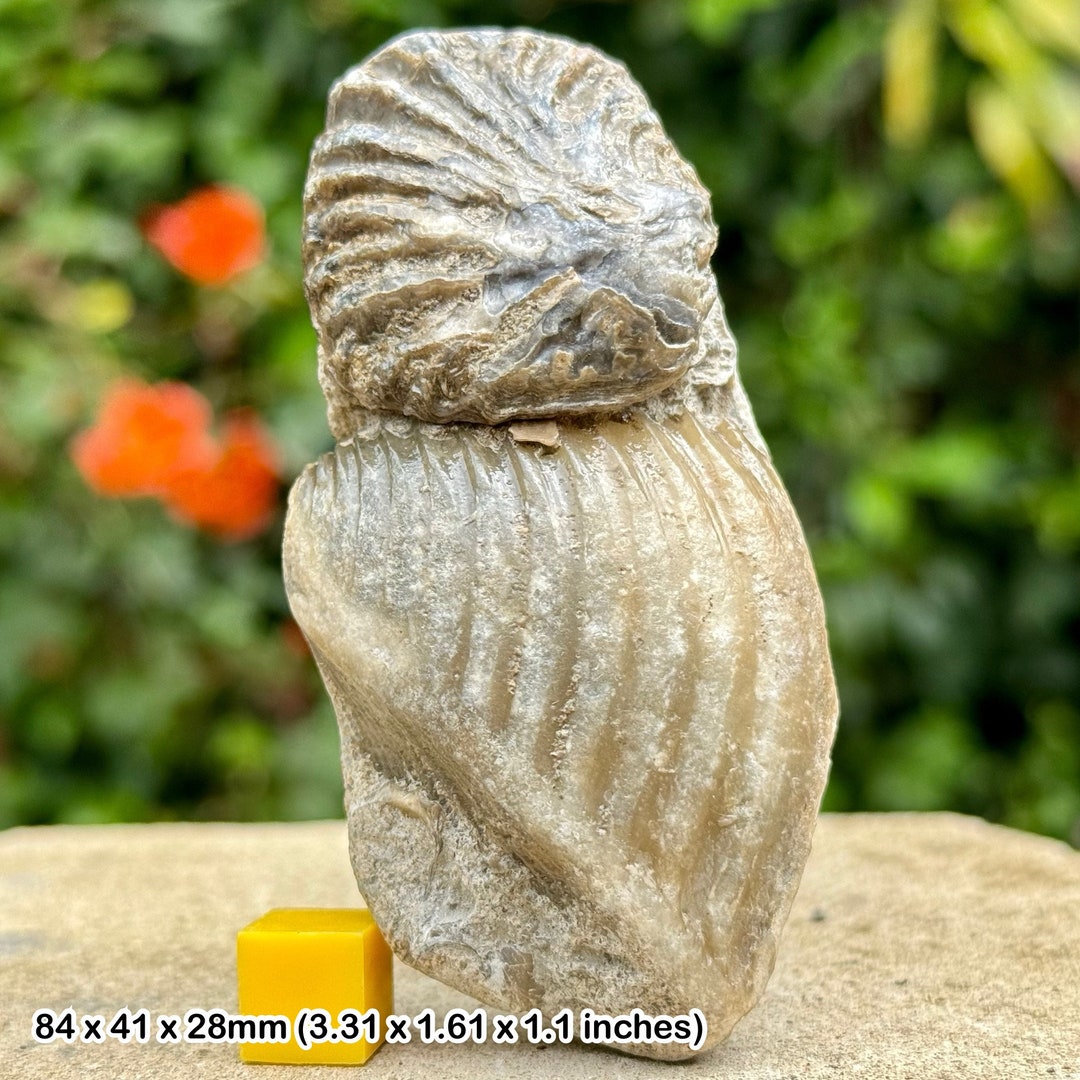 Trigonia Bivalve Fossil Kimmeridge Clay, Jurassic, Uk 100% Genuine W ...