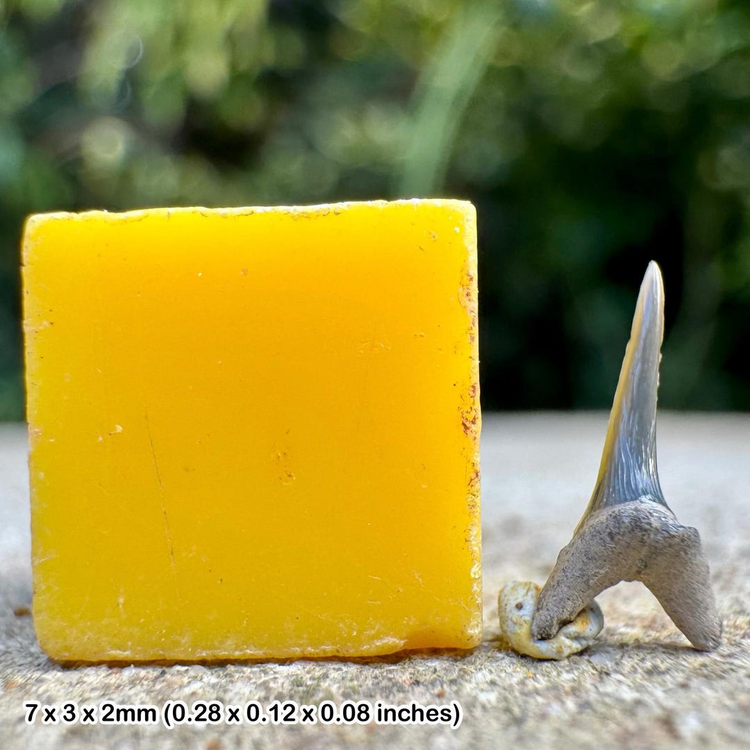 Rare Cretaceous Scapanorhynchus Praeraphiodon Fossil Shark Tooth ...