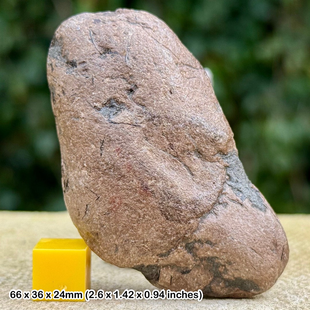 Fossil Ichthyosaur Coprolite Jurassic Coast Fossil From Black Ven Marls ...