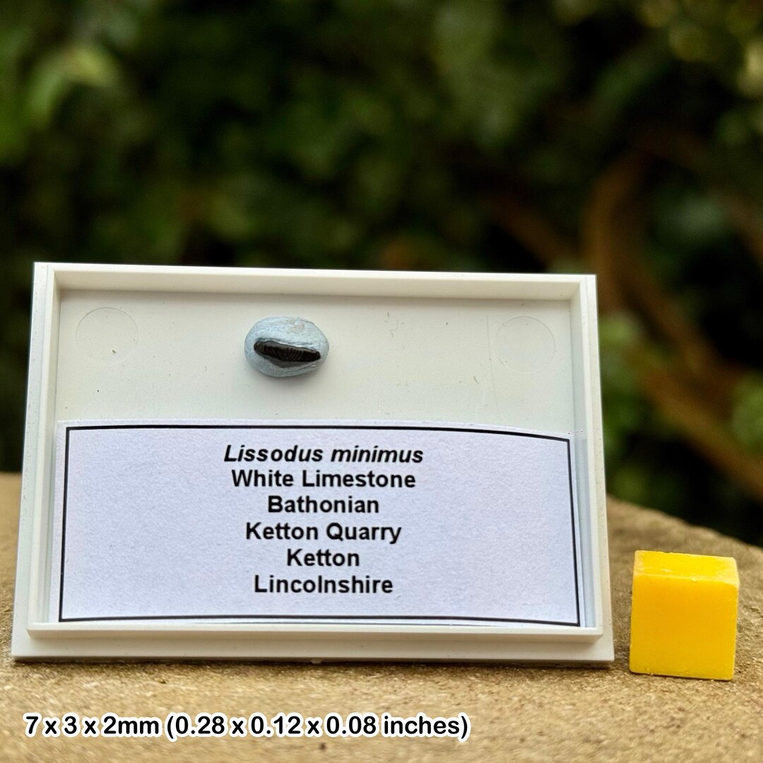 Rare Lissodus Minimus Hybodont Shark Tooth Fossil, Jurassic Era, White ...