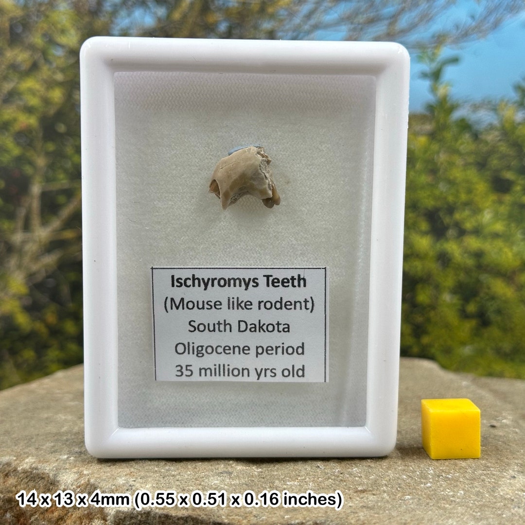 Fossil Ischyromys Tooth a Rock Rabbit Rodent From the - Etsy