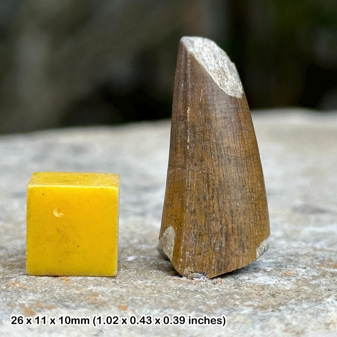 Stolokrosuchus Crocodile Tooth Fossil Cretaceous, Elrhaz Formation ...