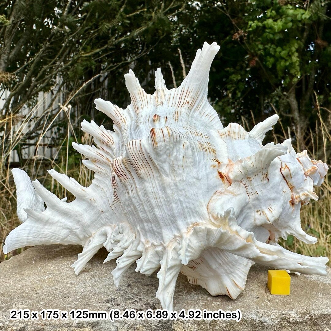 Genuine Murex Natural White Giant Seashell Sea Snail Shells - Etsy