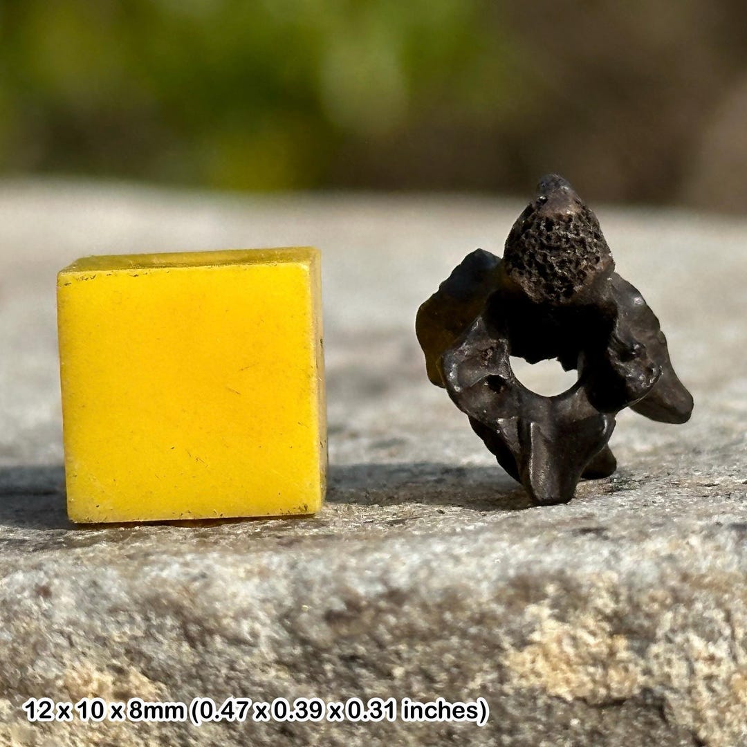 Snake Vertebra Fossil (pterosphenus Schucherti) | Santafe River ...