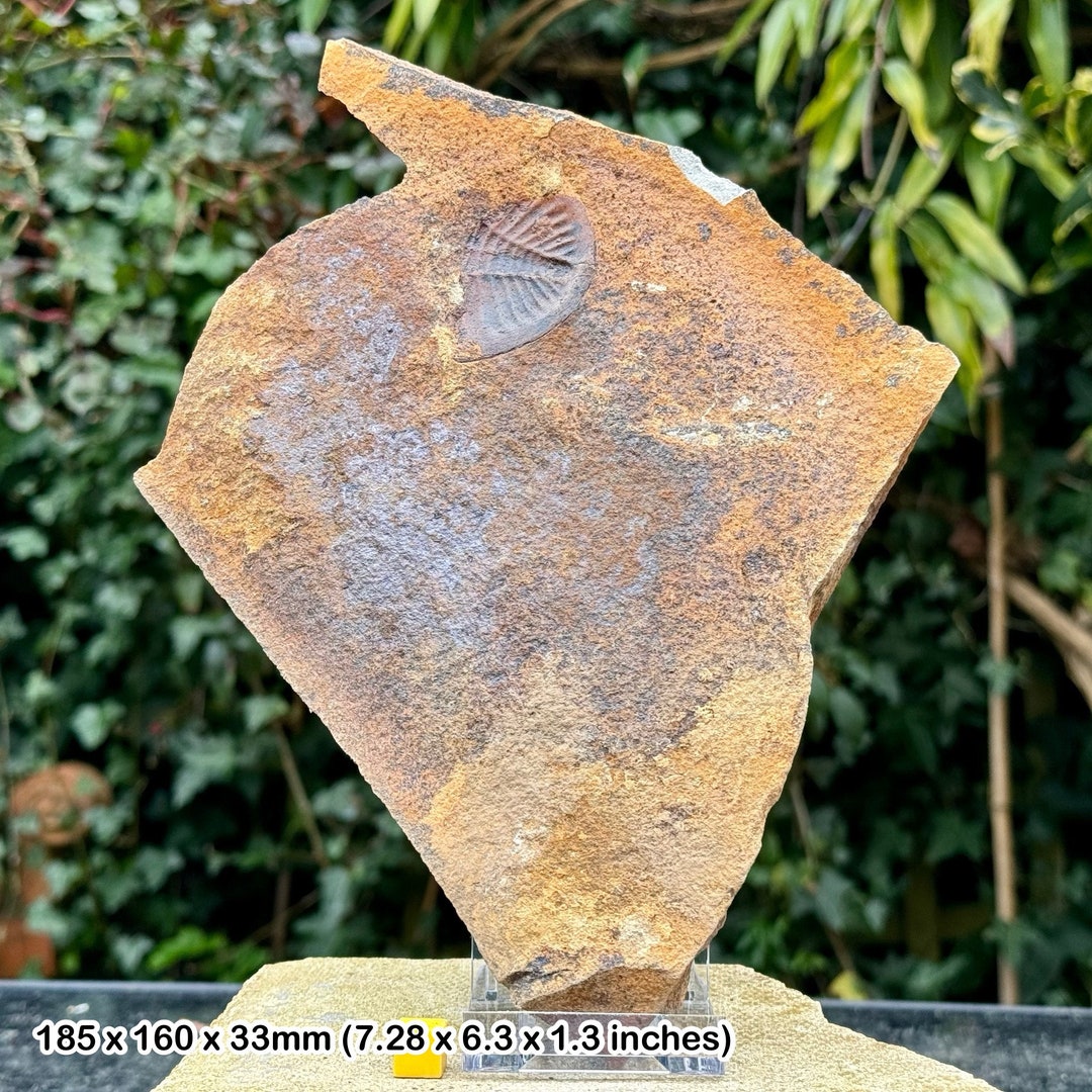 Rare British Trilobite (ogyginus) Fossil Partial Impression ...