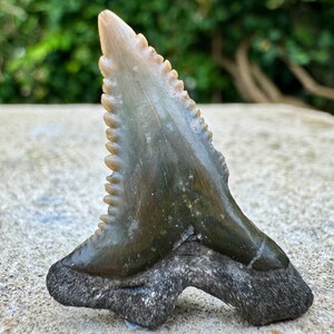 Rare Hemipristis Serra Serrated Shark Tooth Fossil Chalk, Cretaceous ...