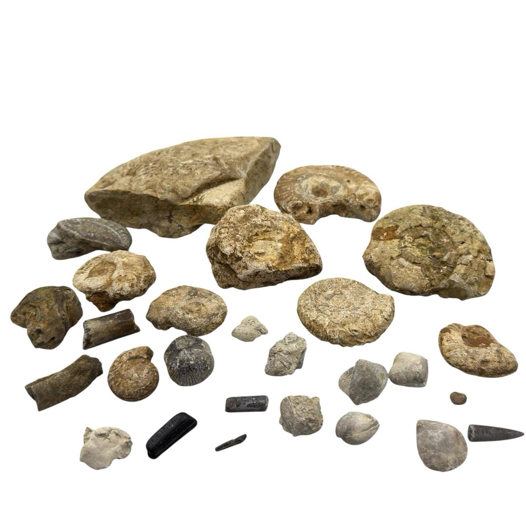 1kg Bulk Jurassic Coast 23 X Fossils Budget Mix Dorset and Somerset Lot ...
