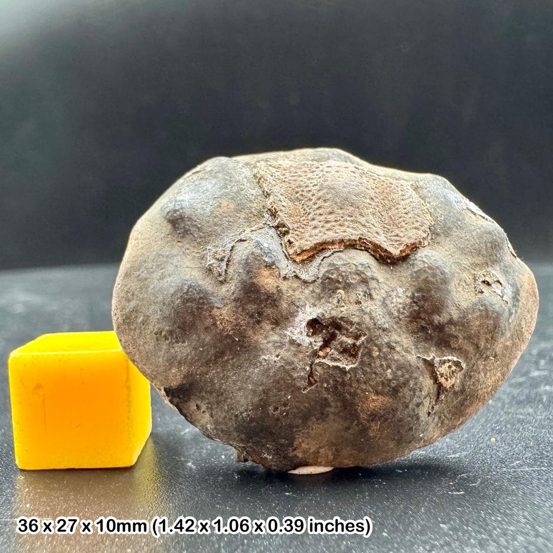 Rare: Notopocorystes Stokesi Fossil Crab Gault Clay, Middle Aptian ...